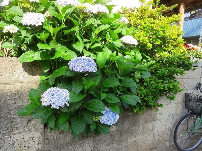 777. 閑話休題：考察「団塊世代の母親は」: 丼季報亭と「ねもころの集い」